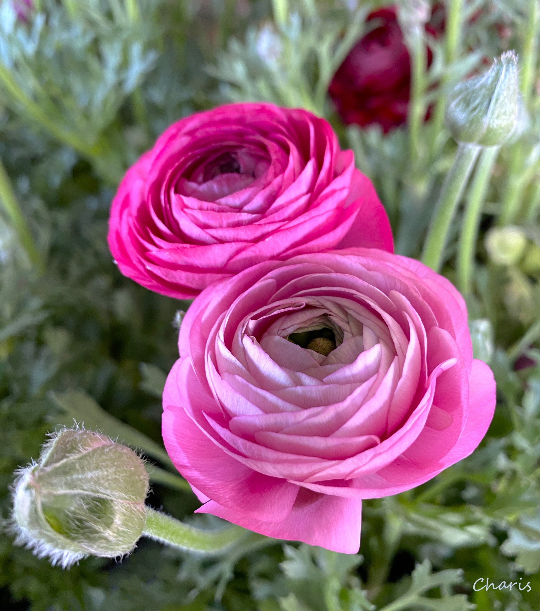 Charis: Subject to Change